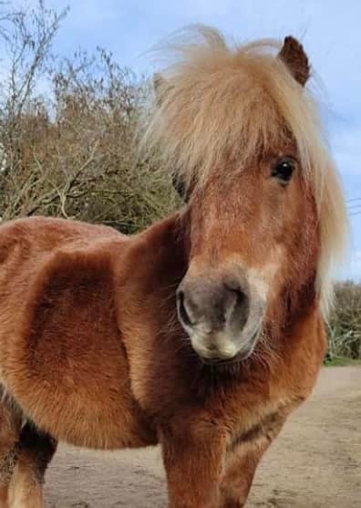 Naturally Healing Therapy Ponies